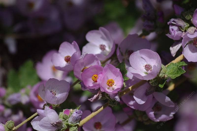 Malacothamnus densiflorus, Many Flowered Bushmallow.