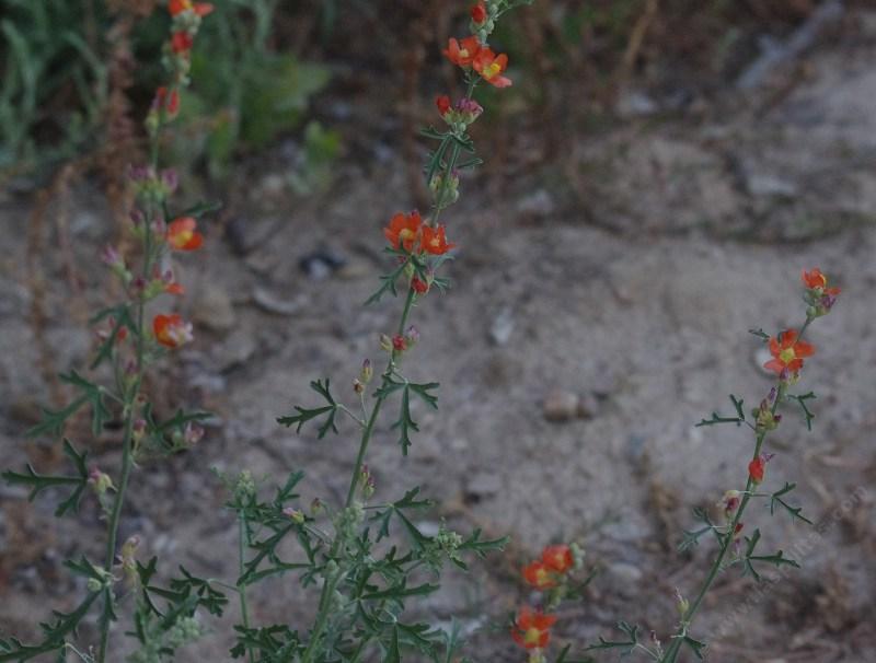 Sphaeralcea grossulariifolia, Gooseberry leaf Globemallow.