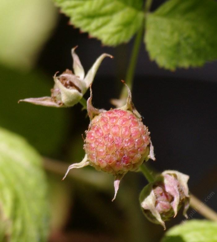 Rubus leucodermis, Western Raspberry.