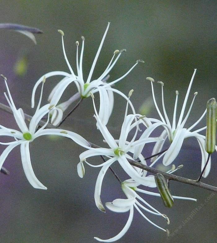 Chlorogalum pomeridianum, Soap Lily.