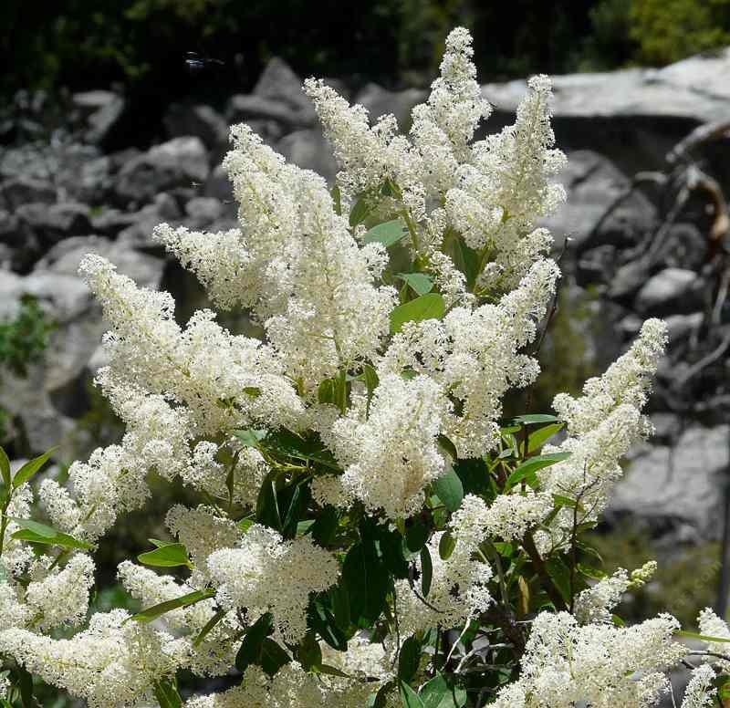 Ceanothus integerrimus, Deer Brush.