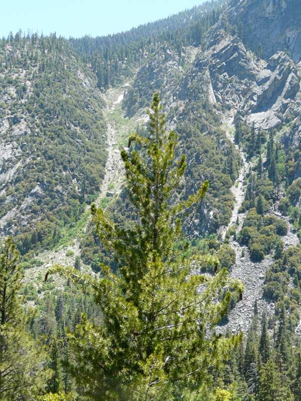 Pinus lambertiana, Sugar Pine.