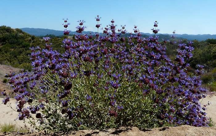 Salvia 'Celestial Blue', Purple Sage.