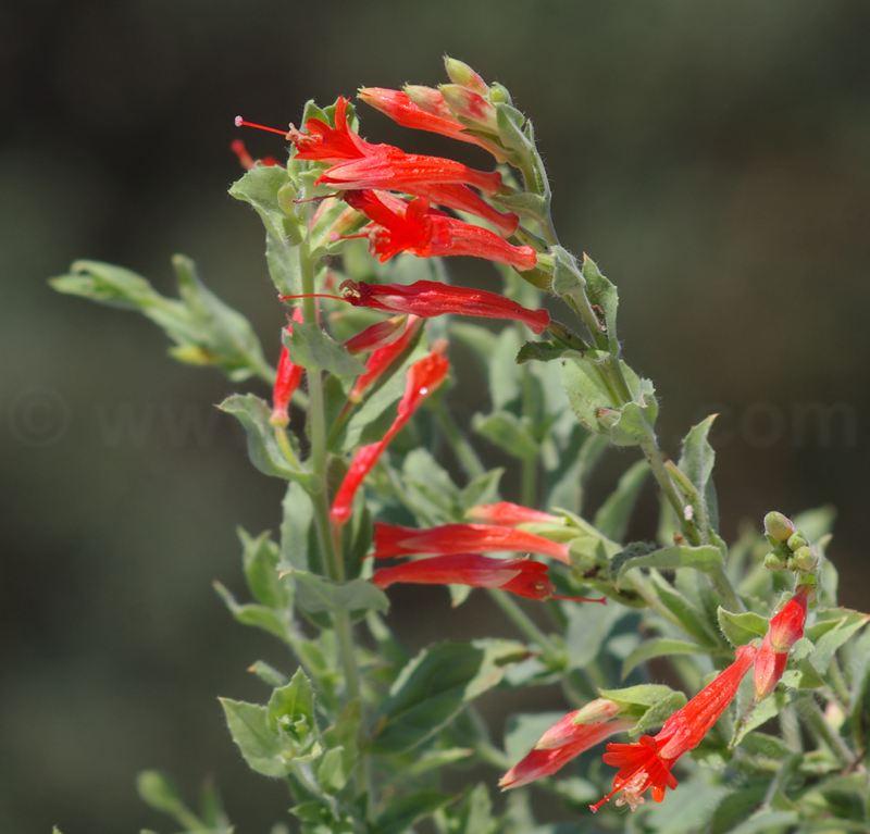 Zauschneria garrettii, Hummingbird trumpet.