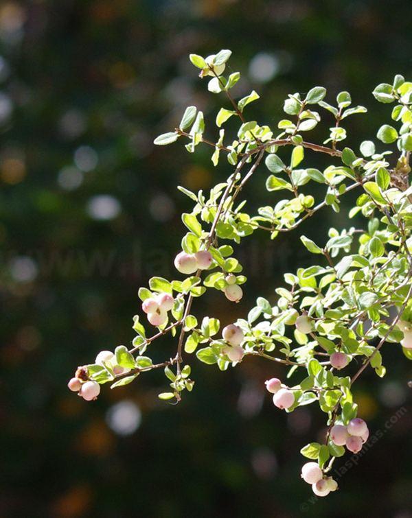 Symphoricarpos Mollis