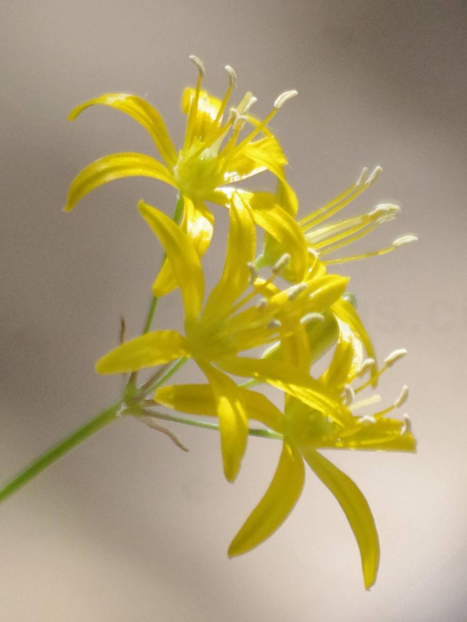 Bloomeria crocea var. aurea, Golden Stars.