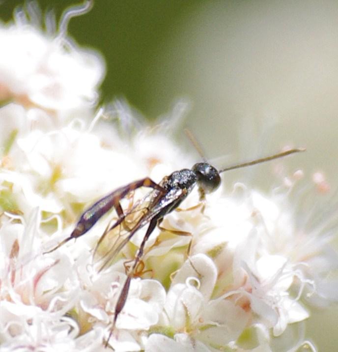 Some Predator insects of California