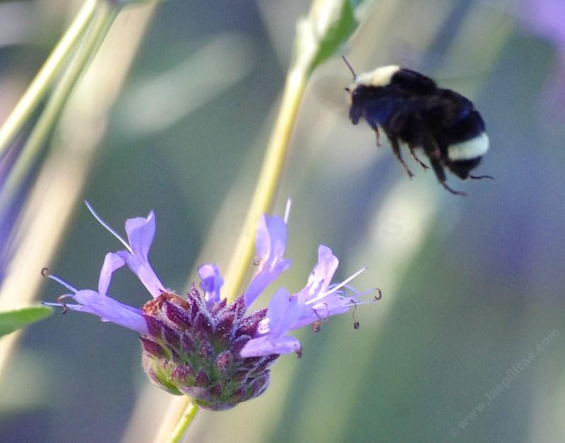 Yellow-faced Bumble Bee, Bombus vosnesenskii