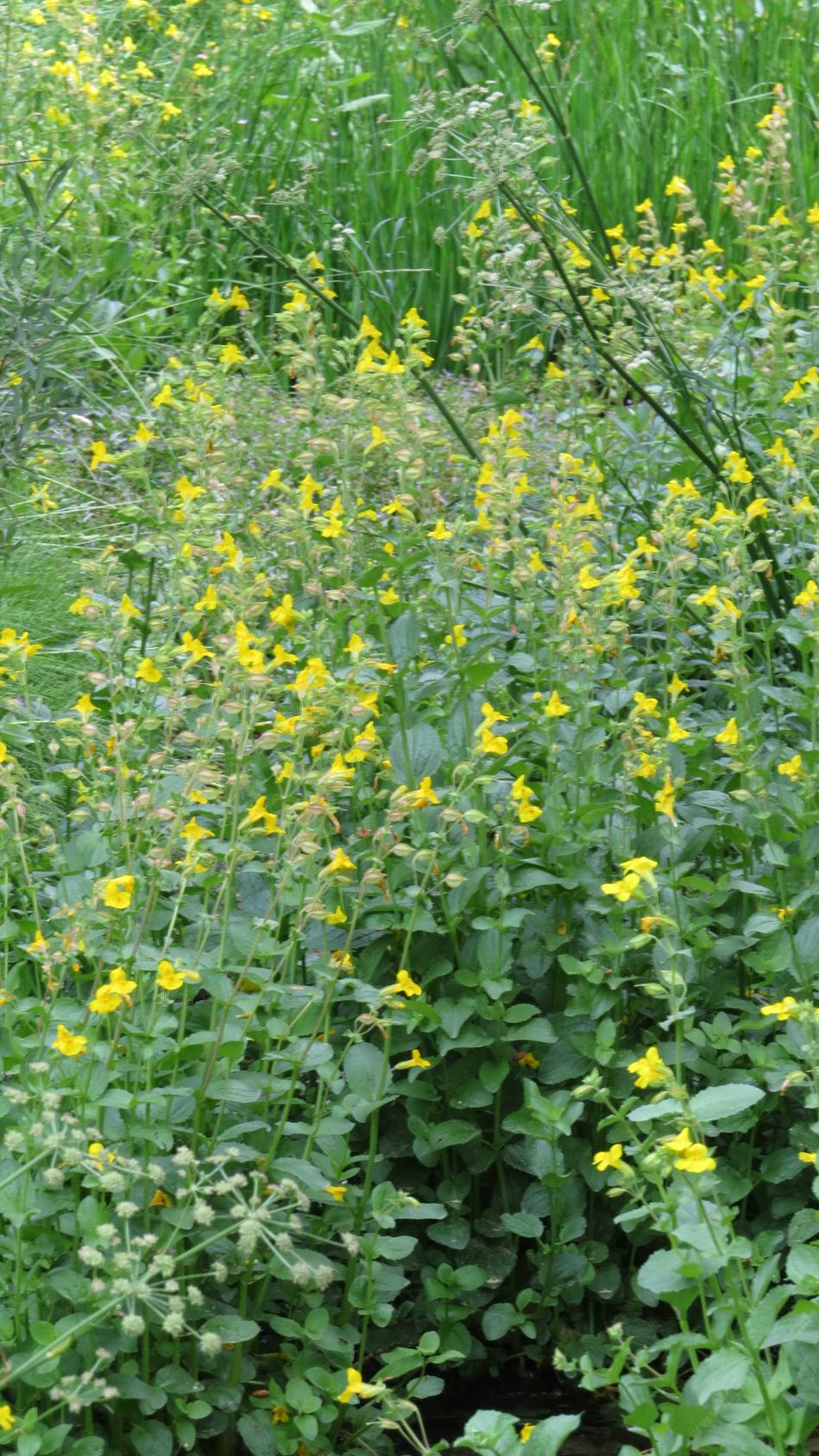 Mimulus guttatus, Seep Monkey Flower.