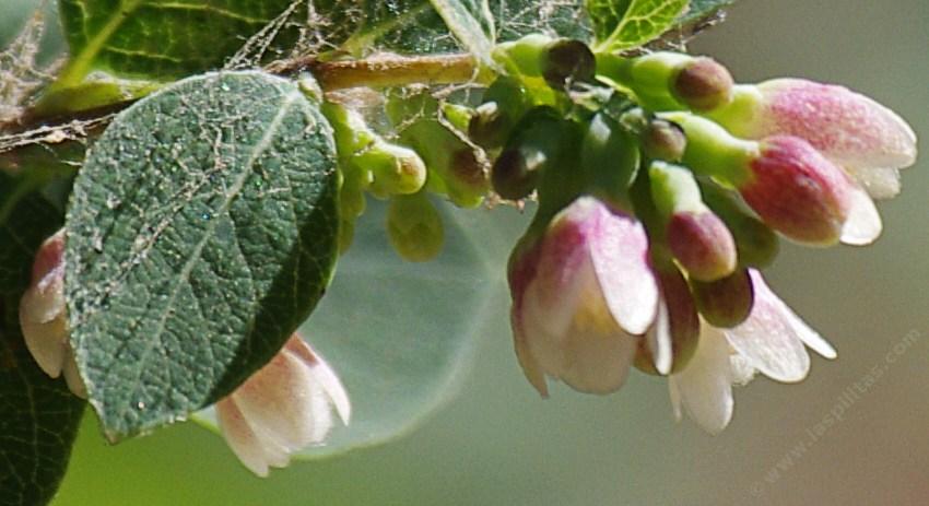 Symphoricarpos albus var. laevigatus, Common Snowberry.