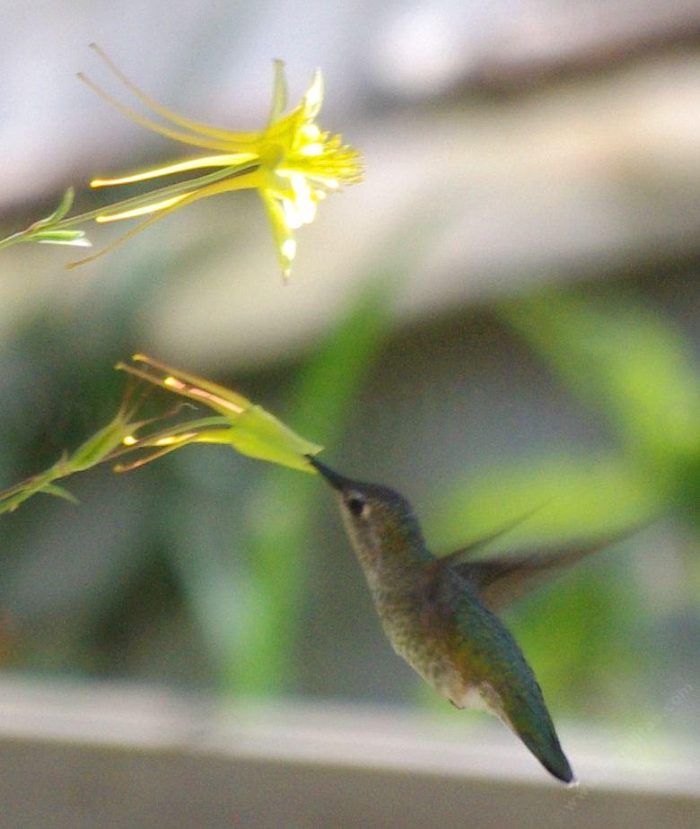 Aquilegia pubescens, Sierra Columbine.