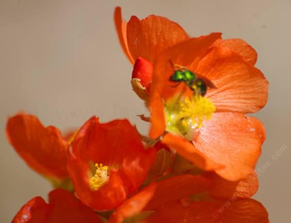 Sphaeralcea munroana, Flame Checkers.