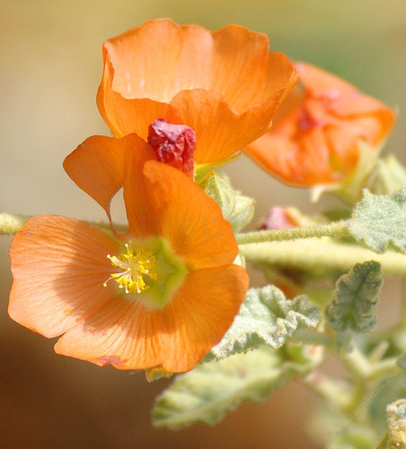 Sphaeralcea emoryi, Emory's Desert Mallow.