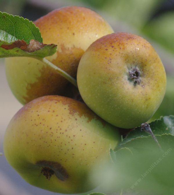 Apples in a Californa Garden