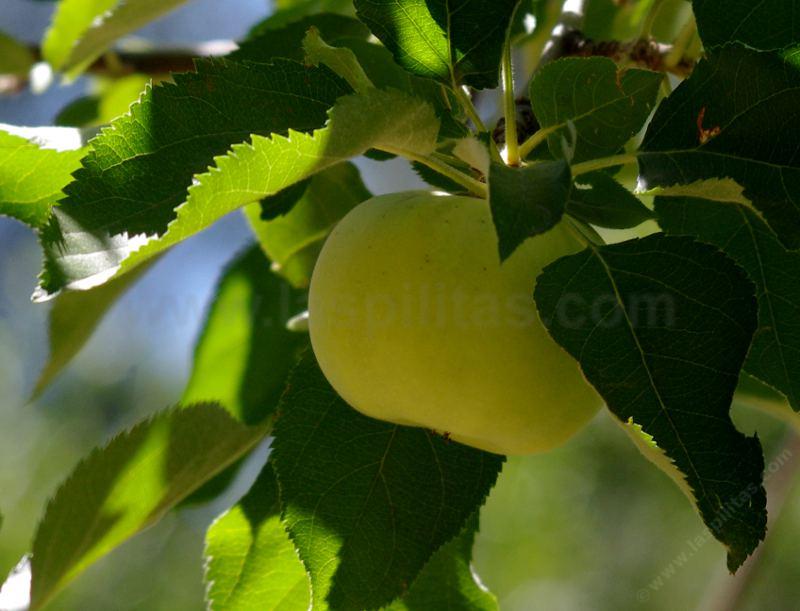 Apples in a Californa Garden