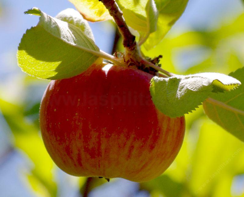 Apples in a Californa Garden