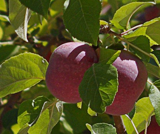 Apples in a Californa Garden