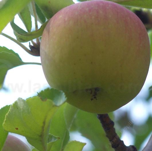 Apples in a Californa Garden
