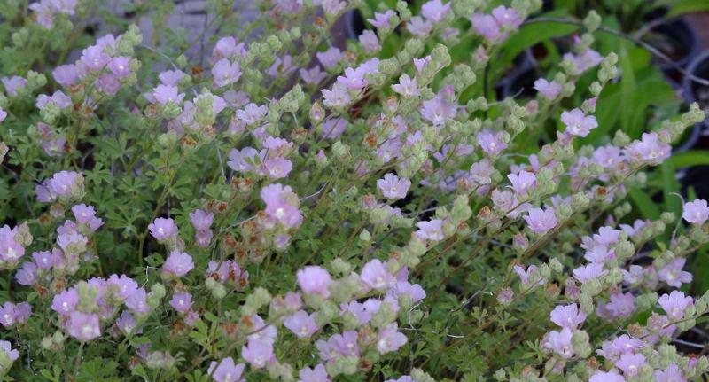 Sidalcea hickmanii var. anomala, Cuesta pass checkerbloom.