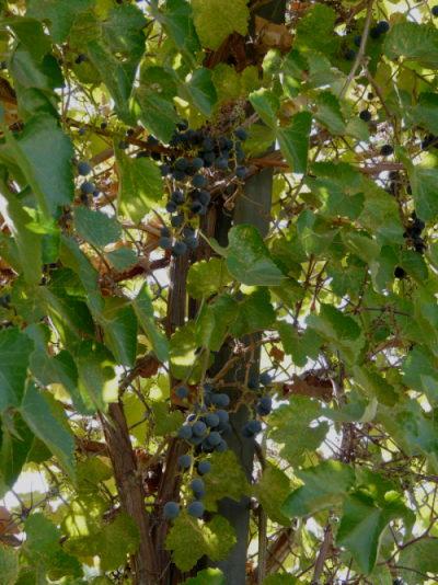 Vitis californica, California Grape.