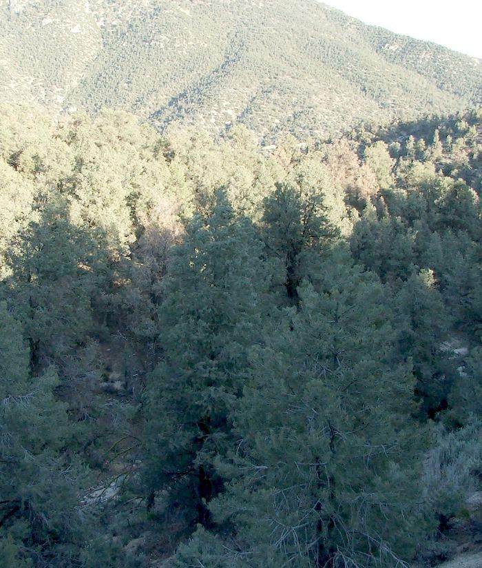 Pinus monophylla, Pinyon Pine.
