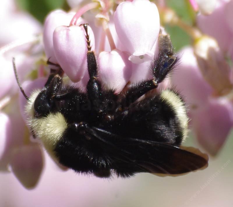 Yellow-faced Bumble Bee, Bombus vosnesenskii