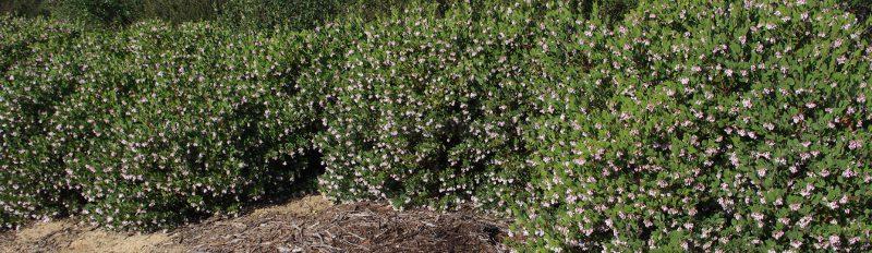 Drought tolerant hedges, wind breaks, and screens with California ...
