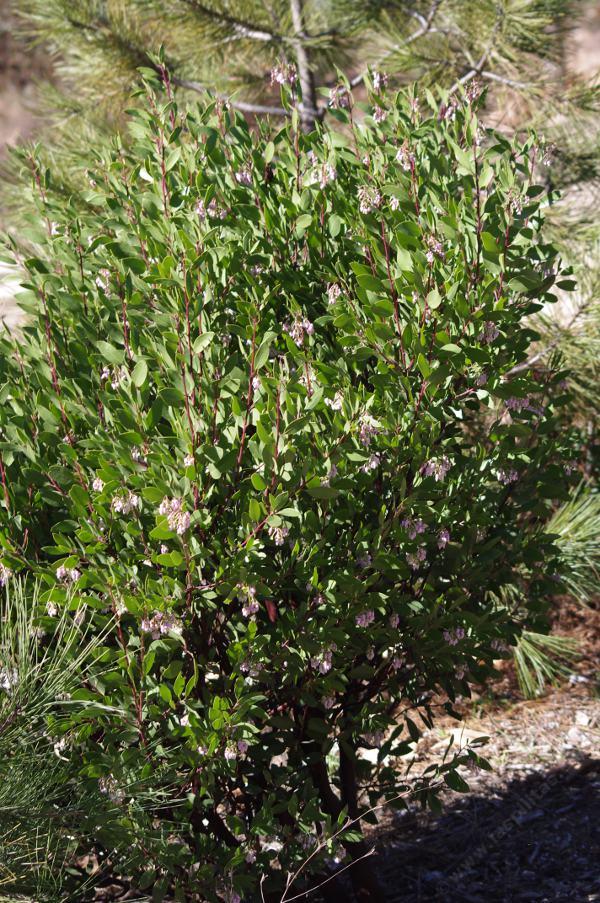 Drought tolerant hedges, wind breaks, and screens with California ...