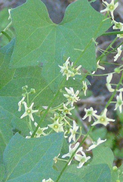 Marah fabaceus var. fabaceus, Wild Cucumber.