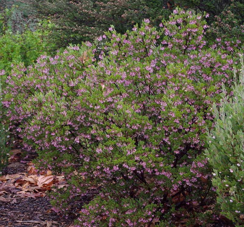 Drought tolerant hedges, wind breaks, and screens with California ...