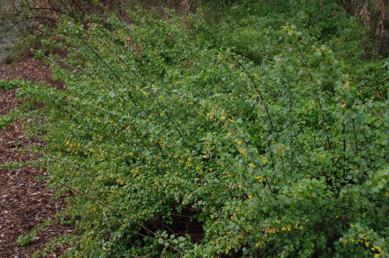 Ribes aureum var. gracillimum, Golden Currant.