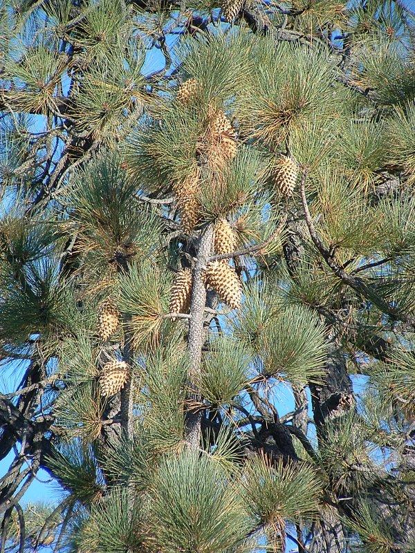 Pinus coulteri, Coulter Pine.