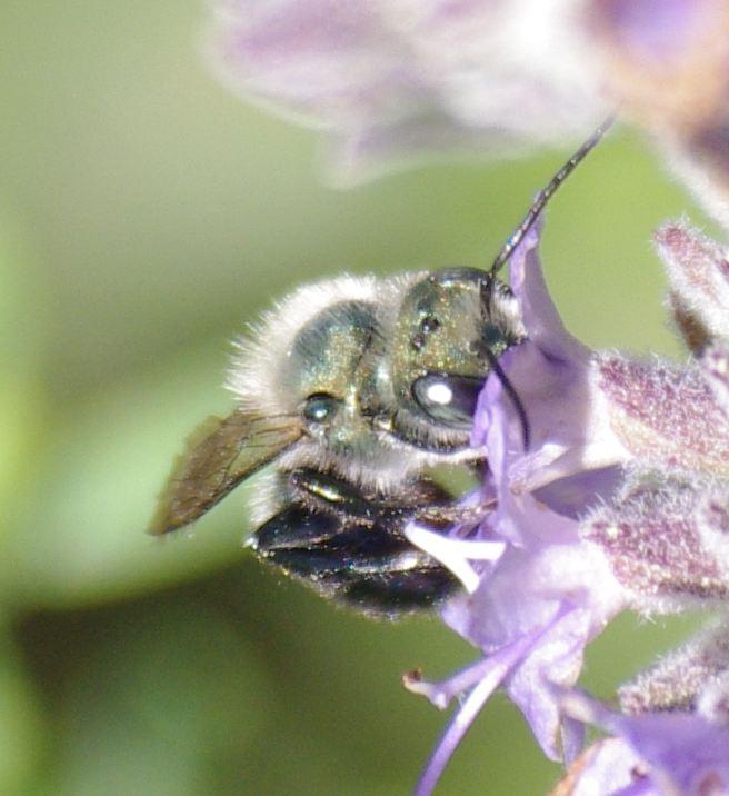 Salvia 'Bee's Bliss', Creeping Sage.