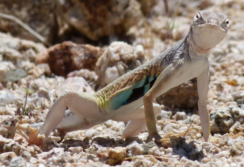 Callisaurus draconoides rhodostictus - Western Zebra-tailed Lizard
