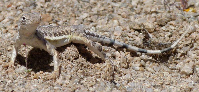 Callisaurus draconoides rhodostictus - Western Zebra-tailed Lizard