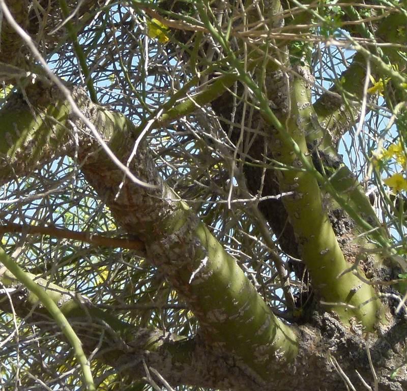 Cercidium floridum, Palo Verde.