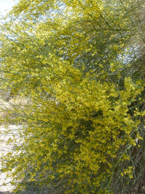 Cercidium floridum, Palo Verde.