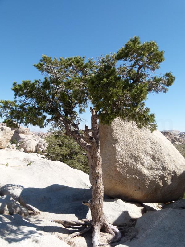 Pinus monophylla, Pinyon Pine.
