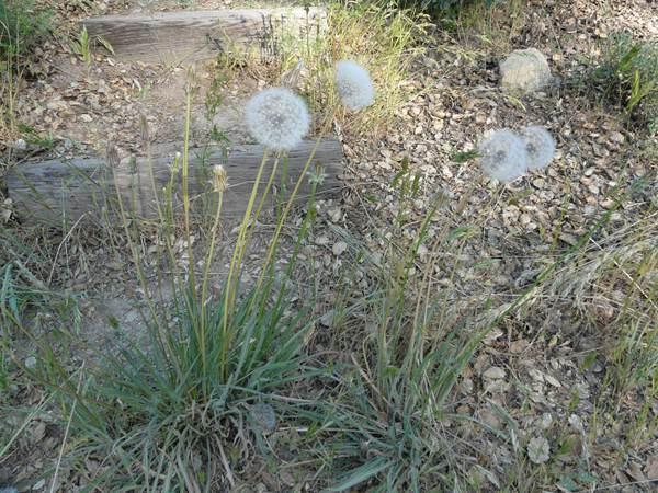 Agoseris grandiflora, Mountain dandelion.