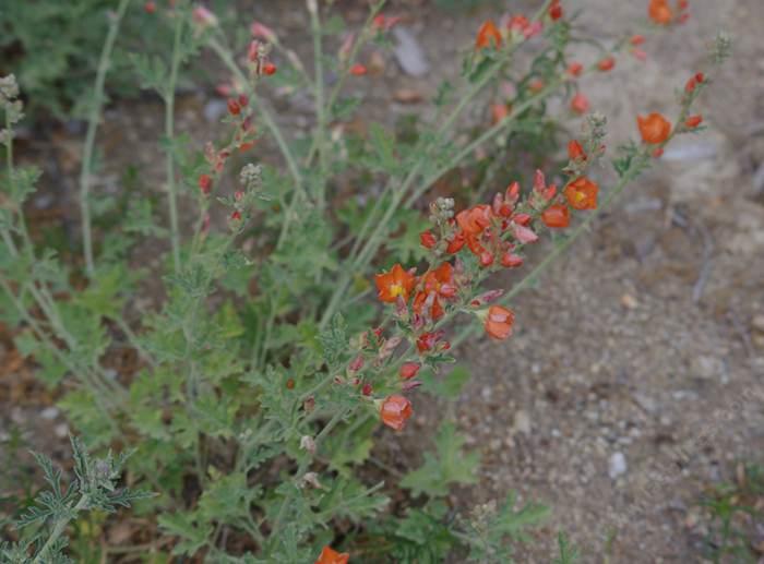 Sphaeralcea grossulariifolia, Gooseberry leaf Globemallow.