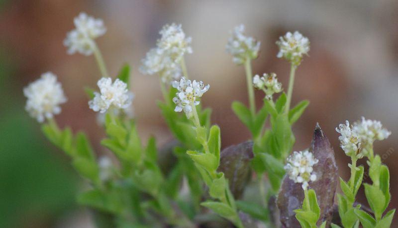 Whipplea modesta, Yerba de Selva.