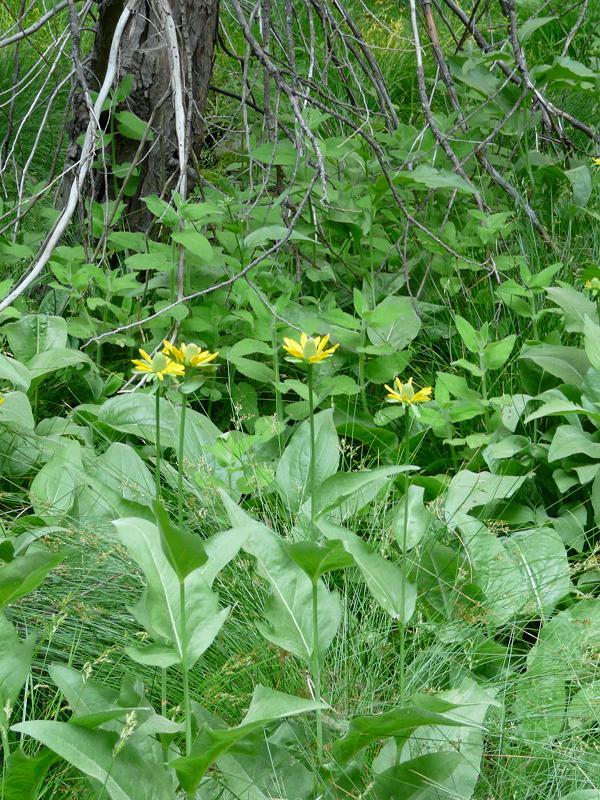 Rudbeckia californica, California Coneflower.
