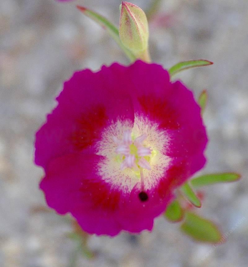 Clarkia speciosa, Red Spot Clarkia.