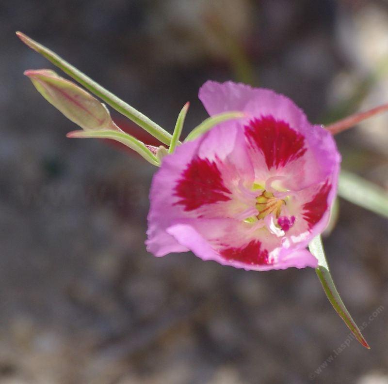 Clarkia speciosa, Red Spot Clarkia.