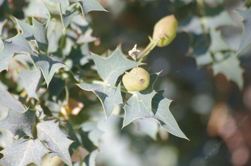 Mahonia fremontii - Alchetron, The Free Social Encyclopedia