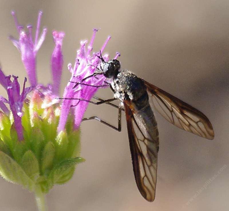 Some Predator insects of California