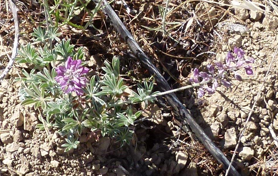 Lupinus formosus.