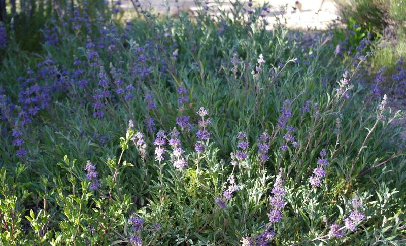 Salvia 'Gracias', Creeping sage.