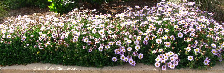 Erigeron glaucus x 'Wayne Roderick ', Wayne Roderick's Seaside Daisy.