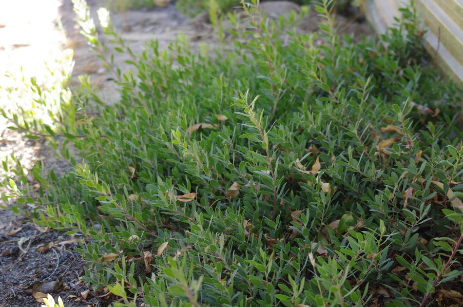 Arctostaphylos 'Pacific Mist'.